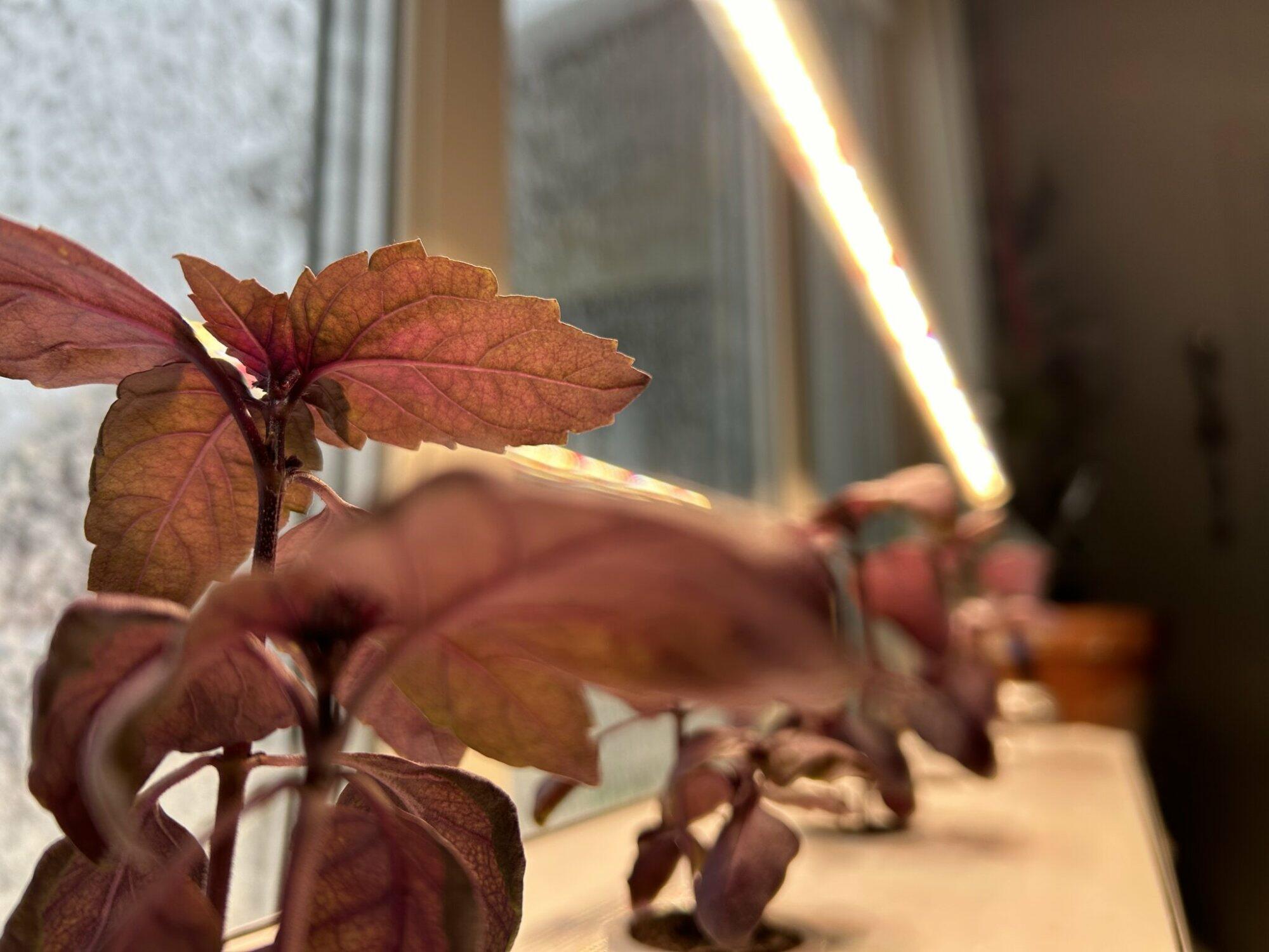 How to grow tomatoes indoors with Full Spectrum LED grow lights – Grow ...