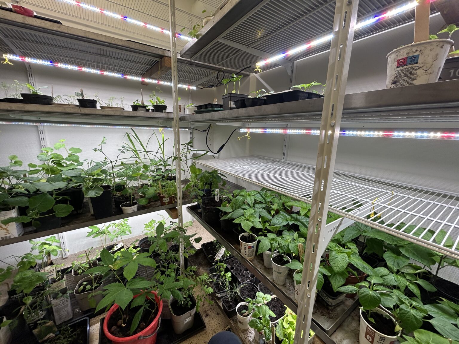 How to grow tomatoes indoors with Full Spectrum LED grow lights – Grow ...